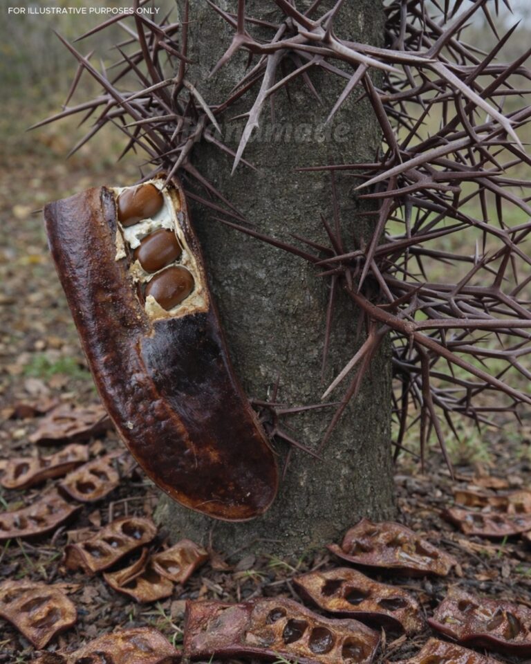 If this tree grows near you, you’re sitting on gold and don’t even know ...